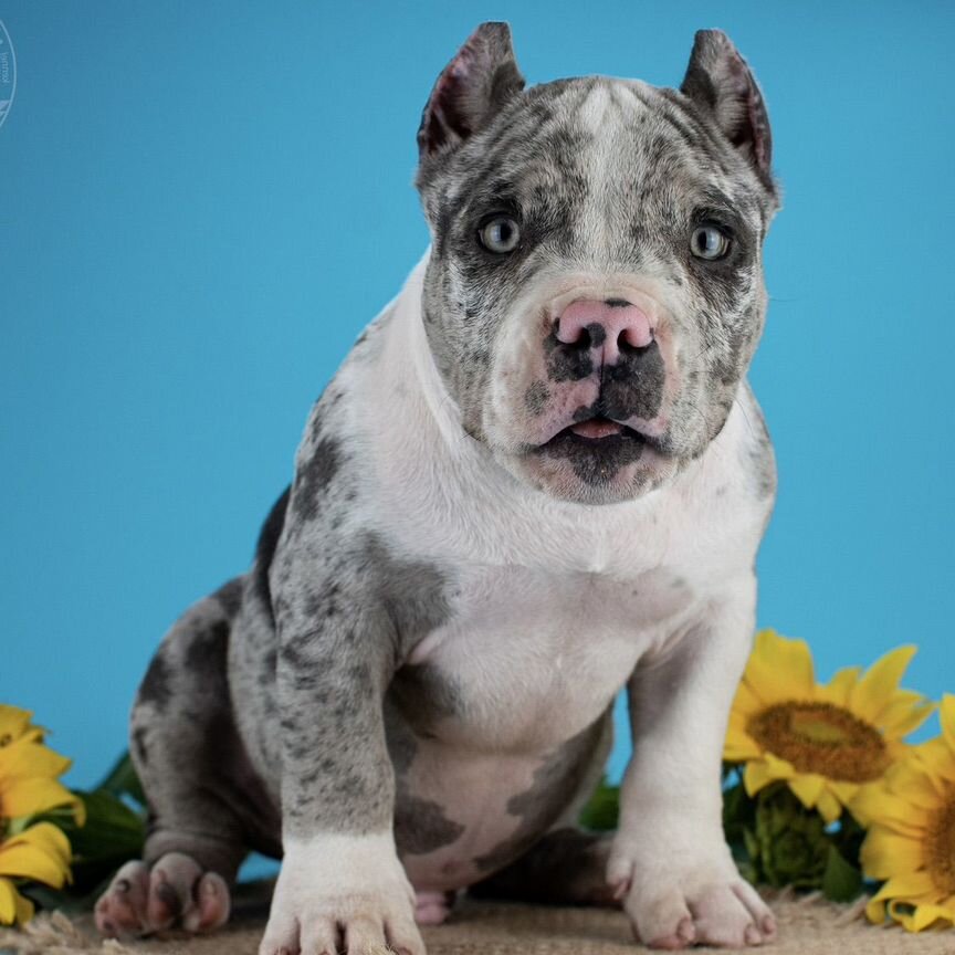 Американский Булли щенок