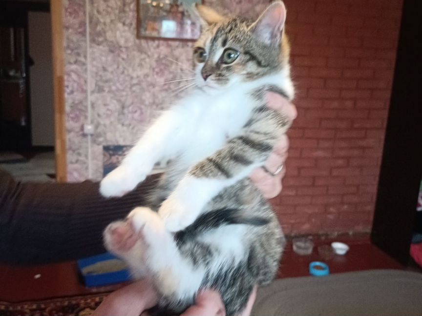 Трехцветный котенок девочка