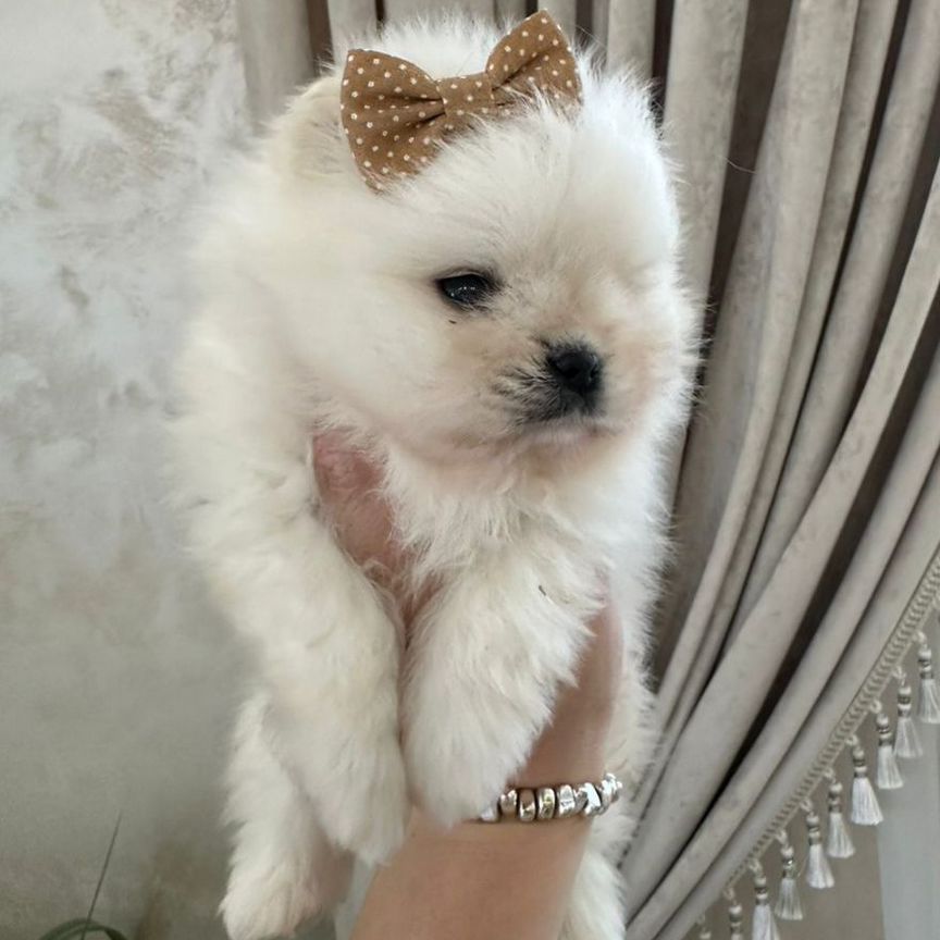 Померанский шпиц, щенок