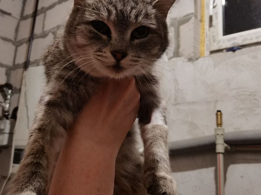 Кошечка в добрые руки