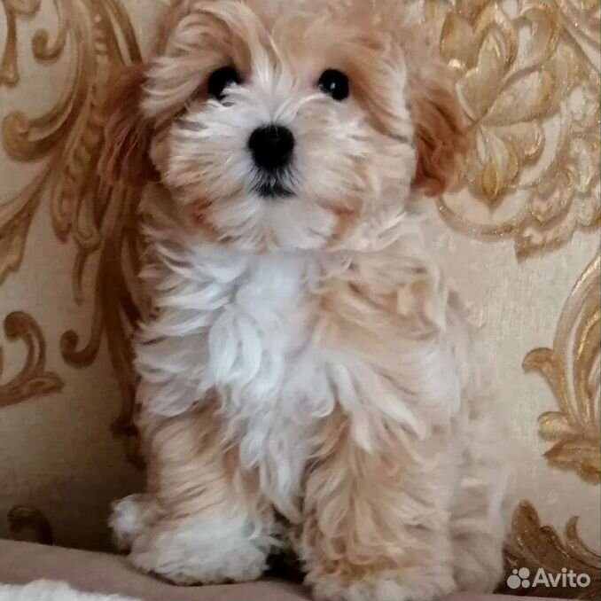 Мальтипу купить щенка