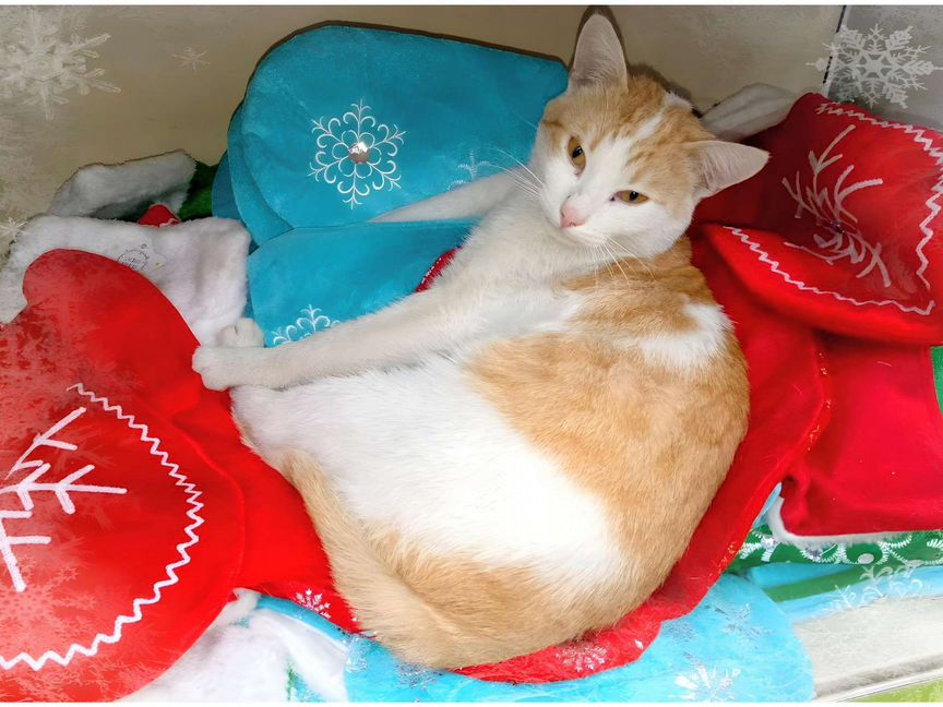 Фиксику нужен дом