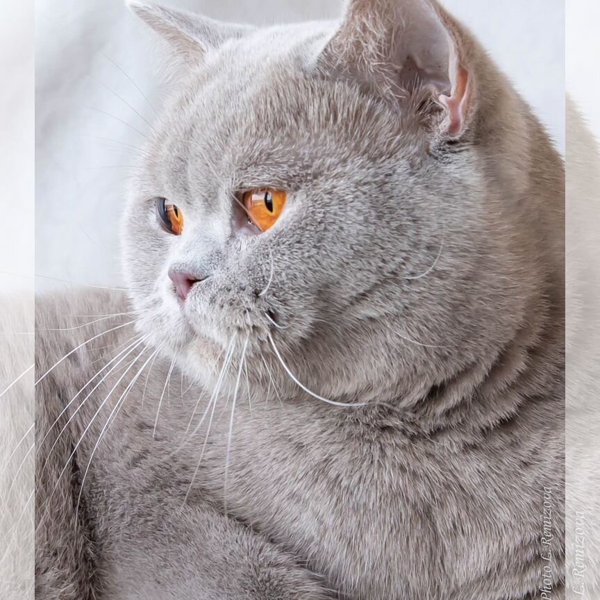Британская короткошёрстная, взрослая кошка