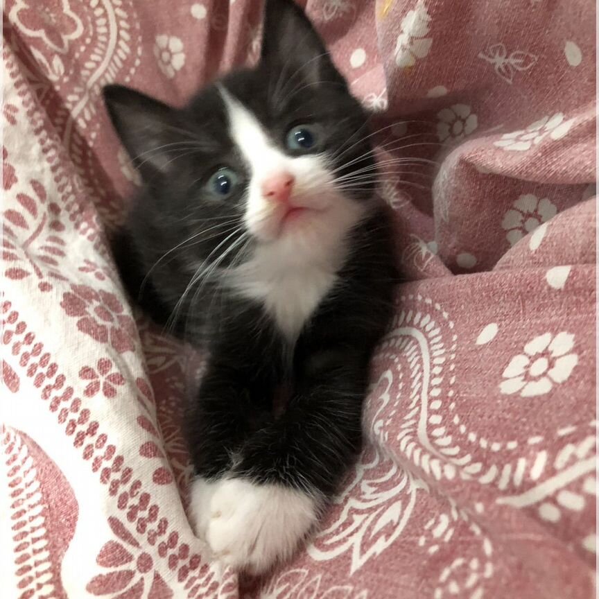 Котёнок в добрые руки