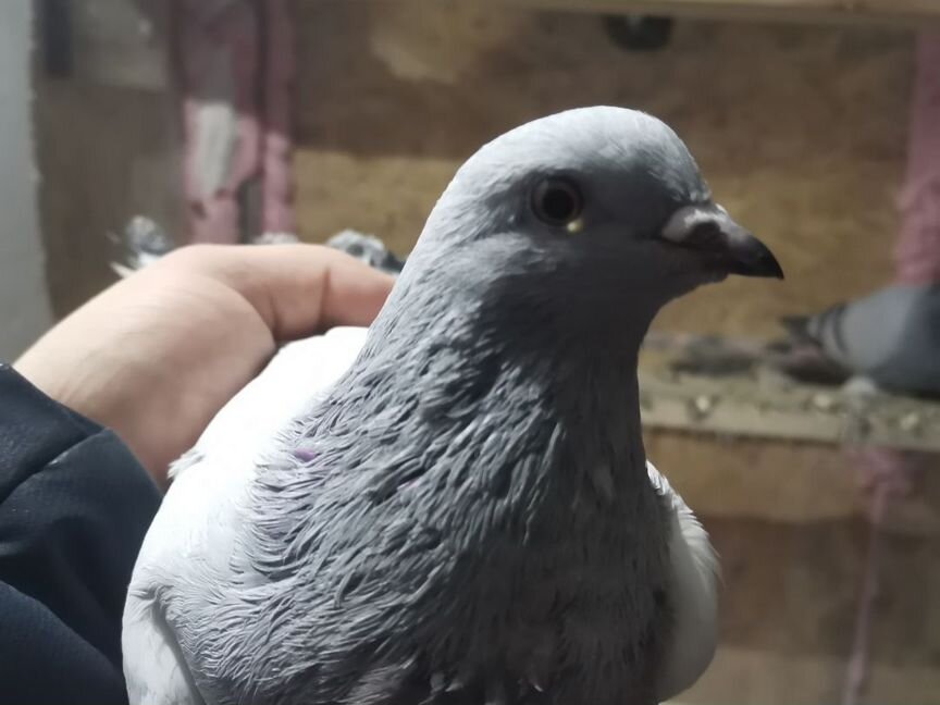 Голуби турецкие такла