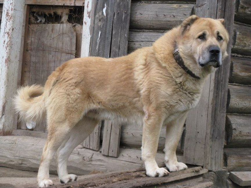 Щенки Кавказского волкодава