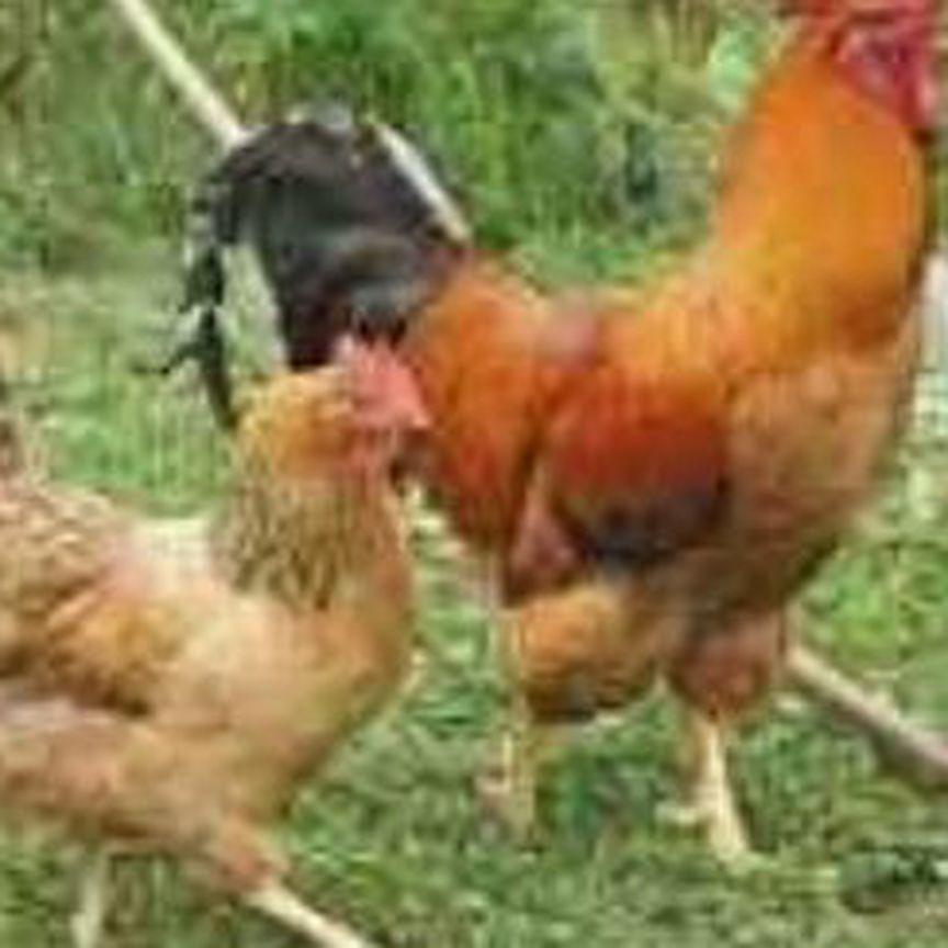 Куры, петухи