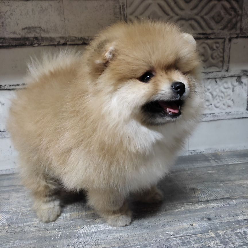 Померанский шпиц девочка мини