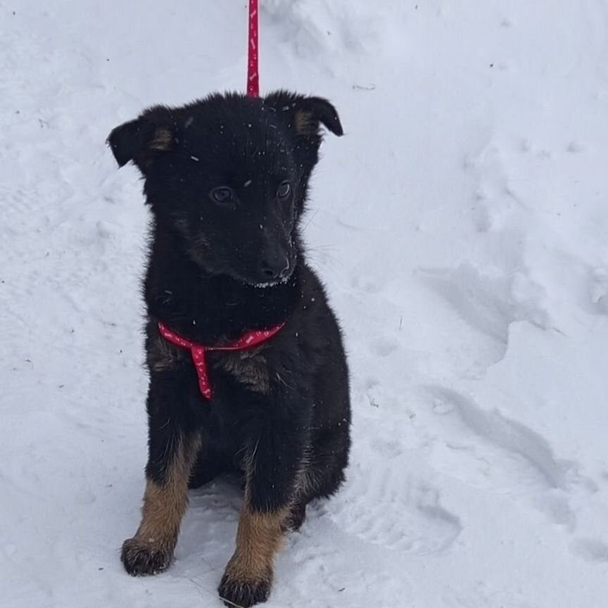 Щенок в добрые руки