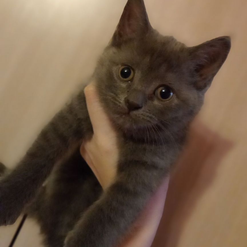 Шотландская кошечка