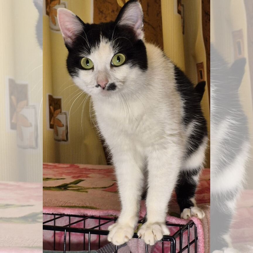 Взрослая, кошка в добрые руки