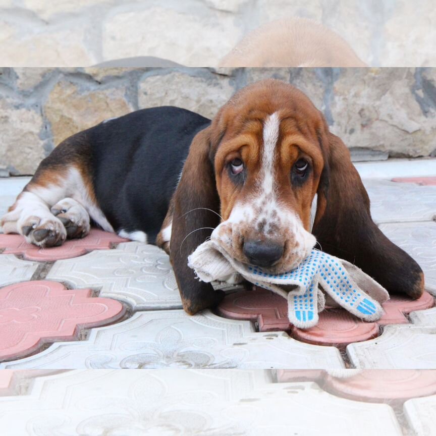 Бассет хаунд мальчик