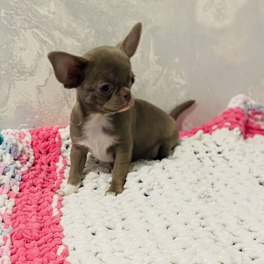 Лиловая курносая красоточка