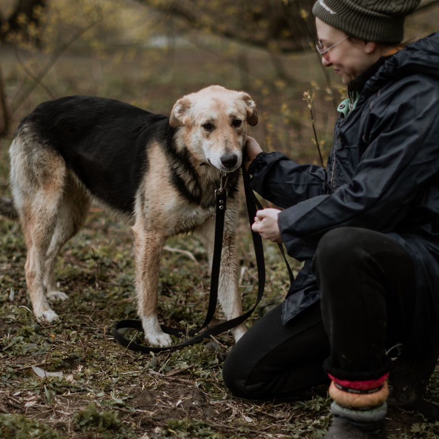 Щенок в добрые руки