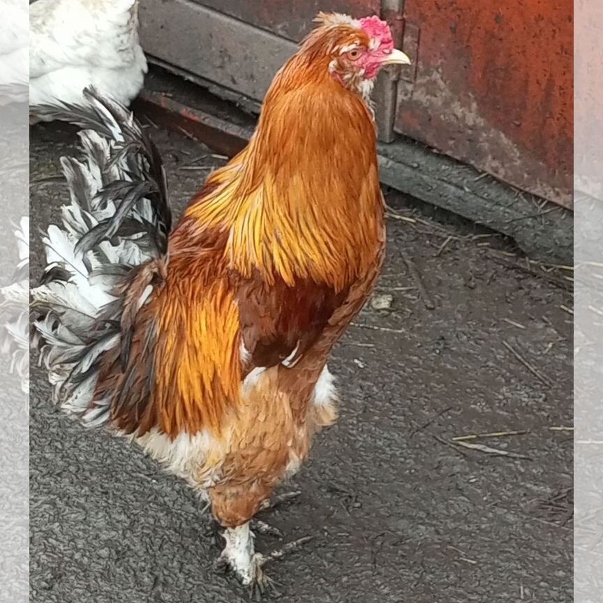 Молодые петушки