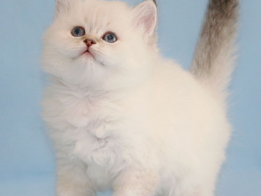 Няшка милашка