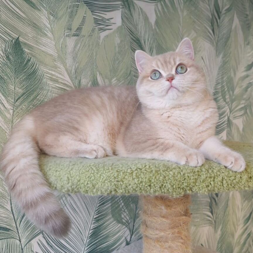 Лиловое золото котик