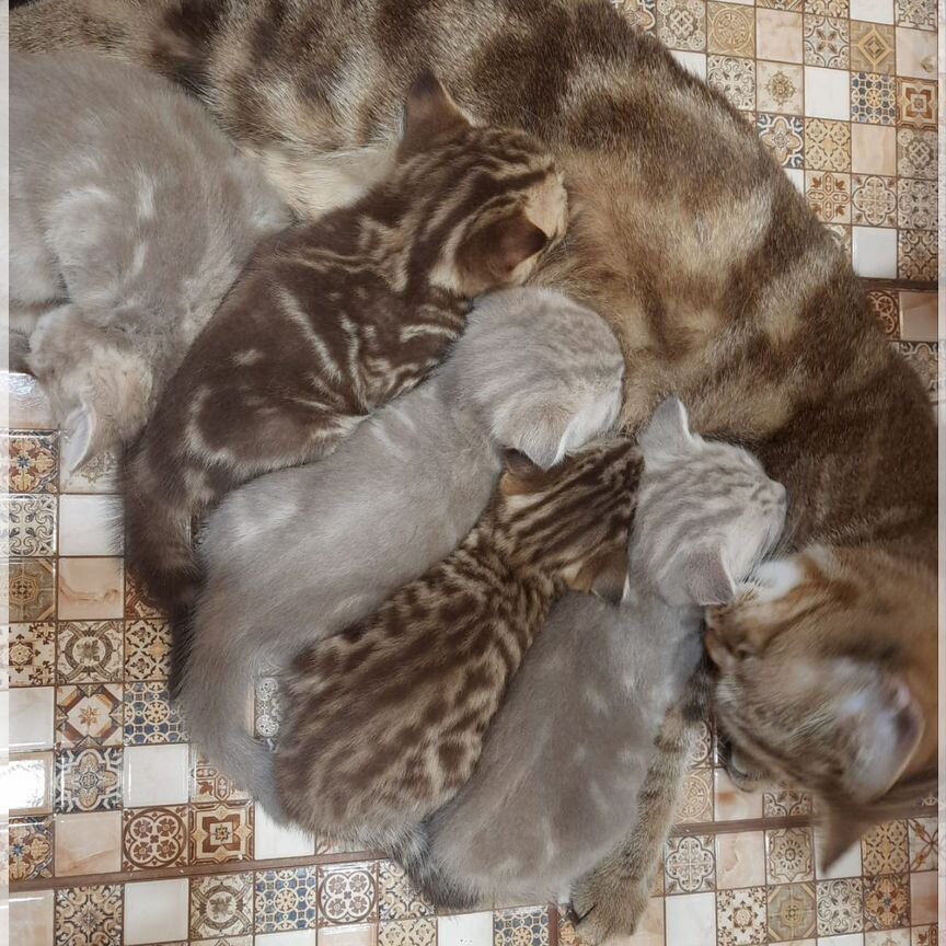 Шотландские вислоухие котята