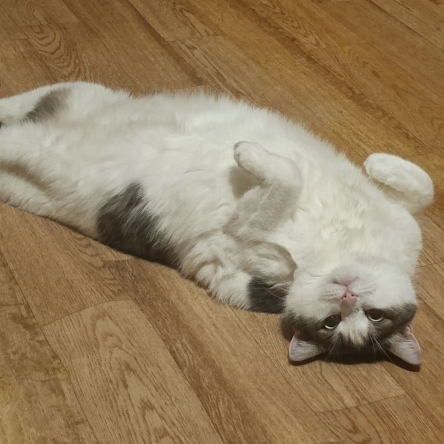 Взрослый кот в добрые руки