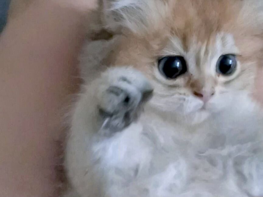 Котята Золотая Шиншилла длиношёрстые