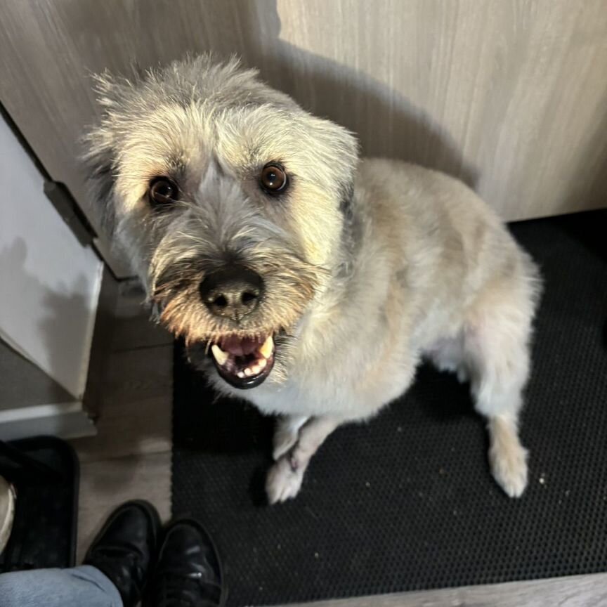 Бородач Халва в добрые руки