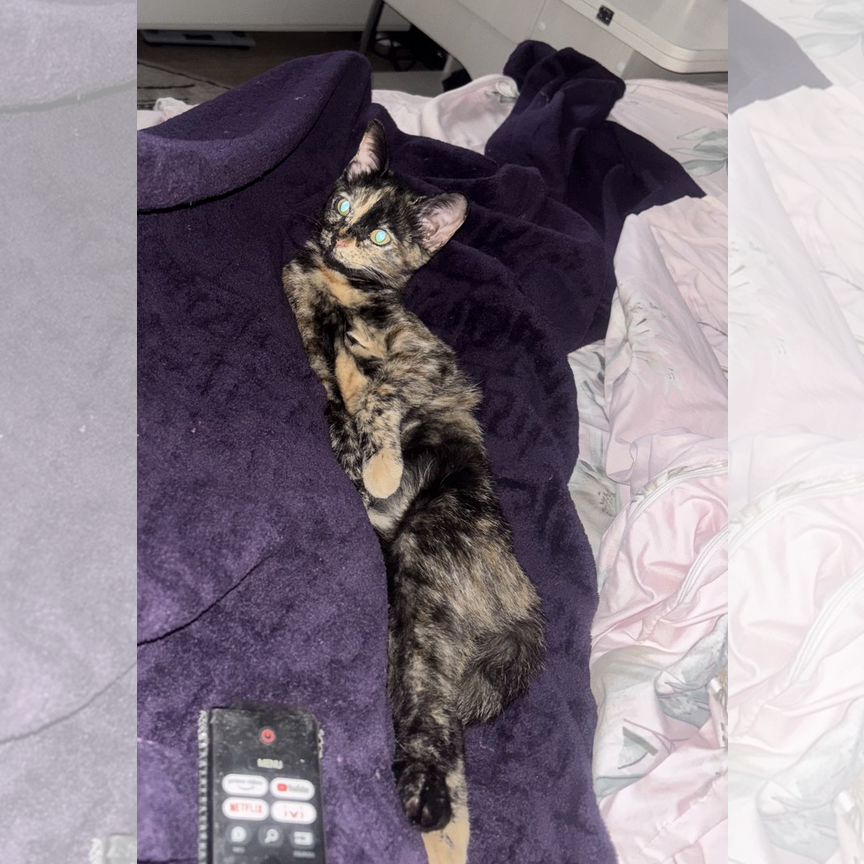 Котята в добрые руки бесплатно девочка