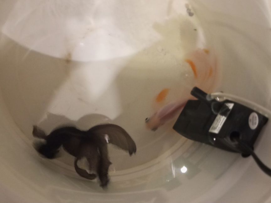 Отдам бесплатно золотых рыбок