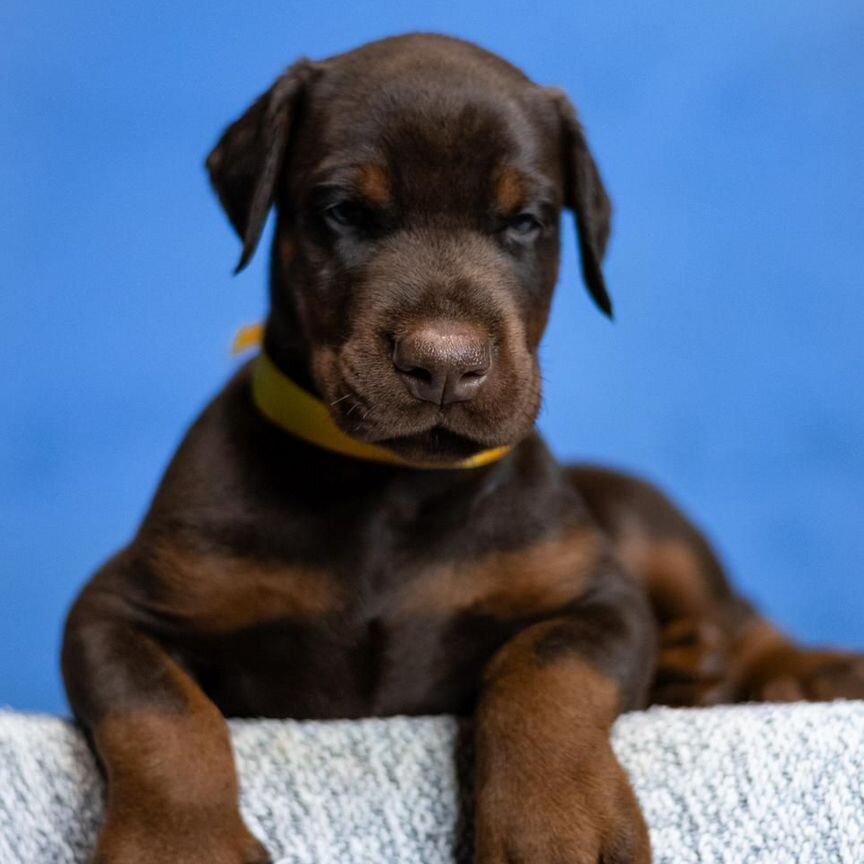 Щенки добермана