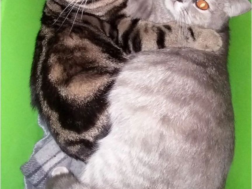 Шотландские котята