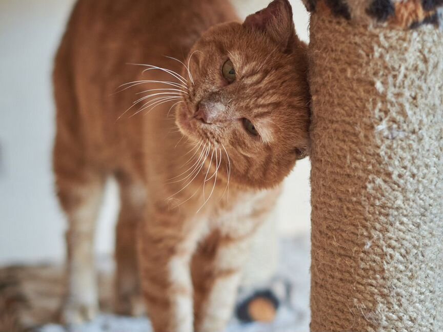 Котик ищет дом