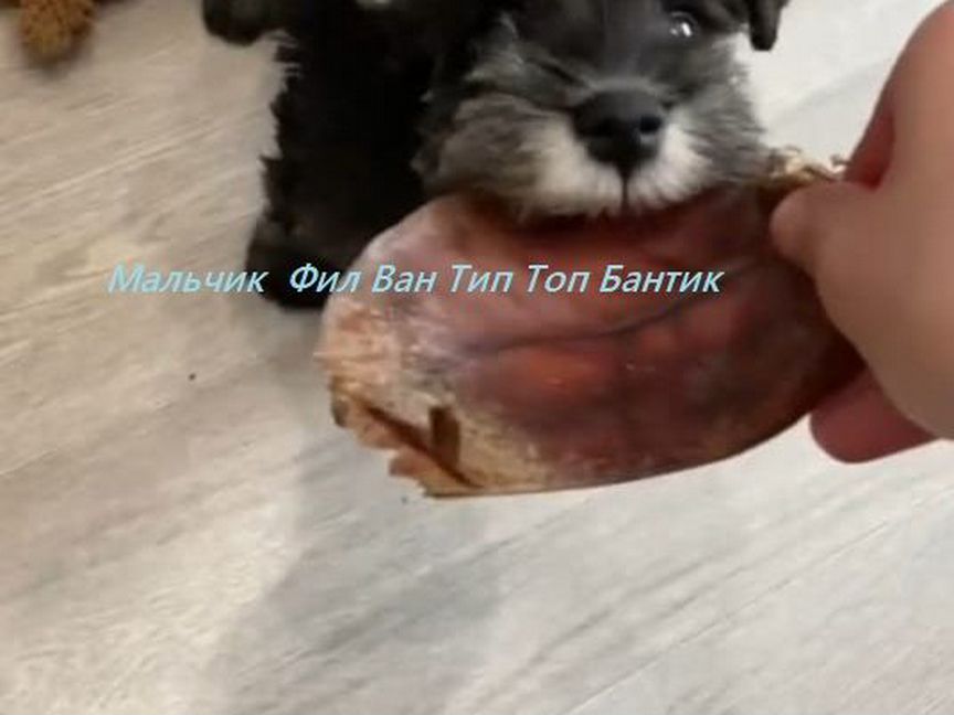 Цвергшнауцер мальчик Бантик