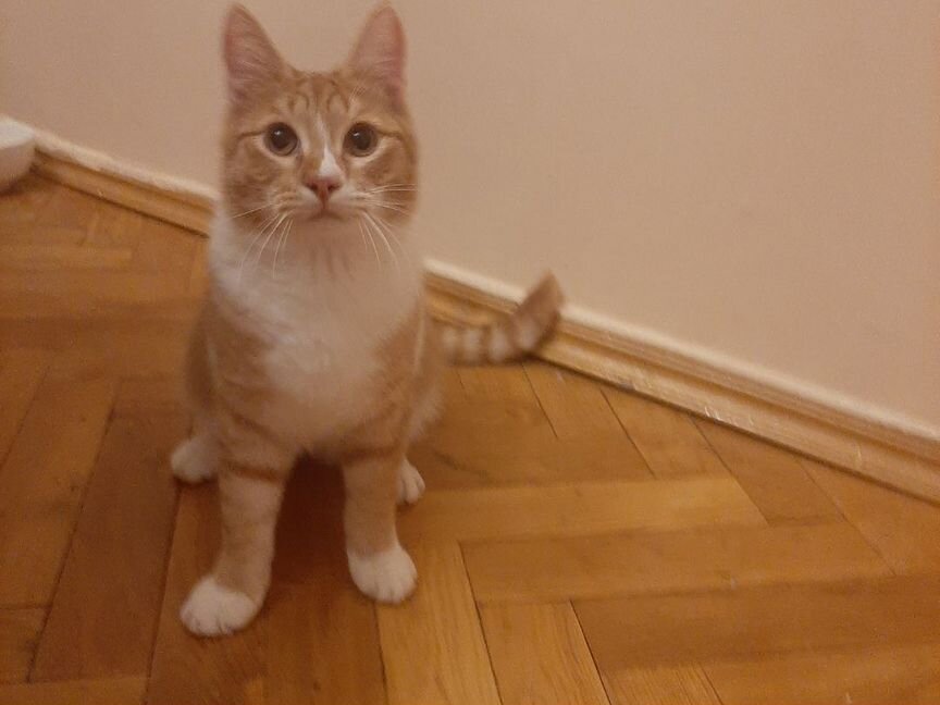 Два рыжих котика-братика 6 мес в дар