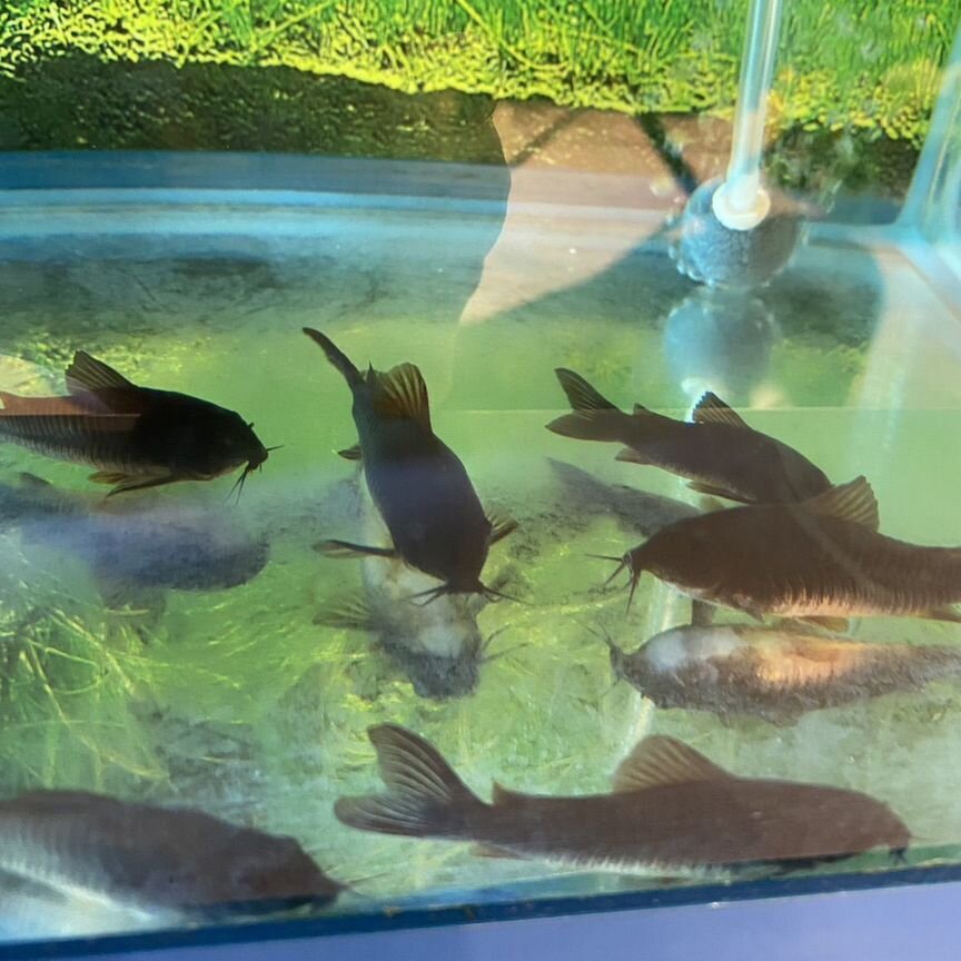 Коридорас блэк