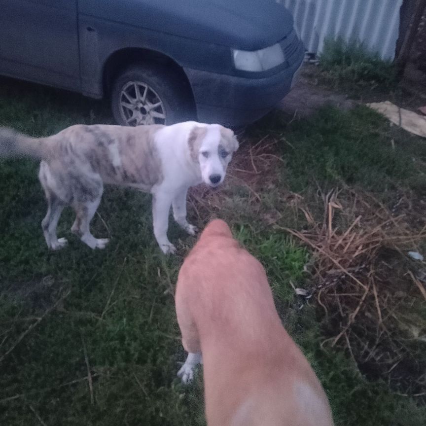 Продам среднеазиатская овчарку