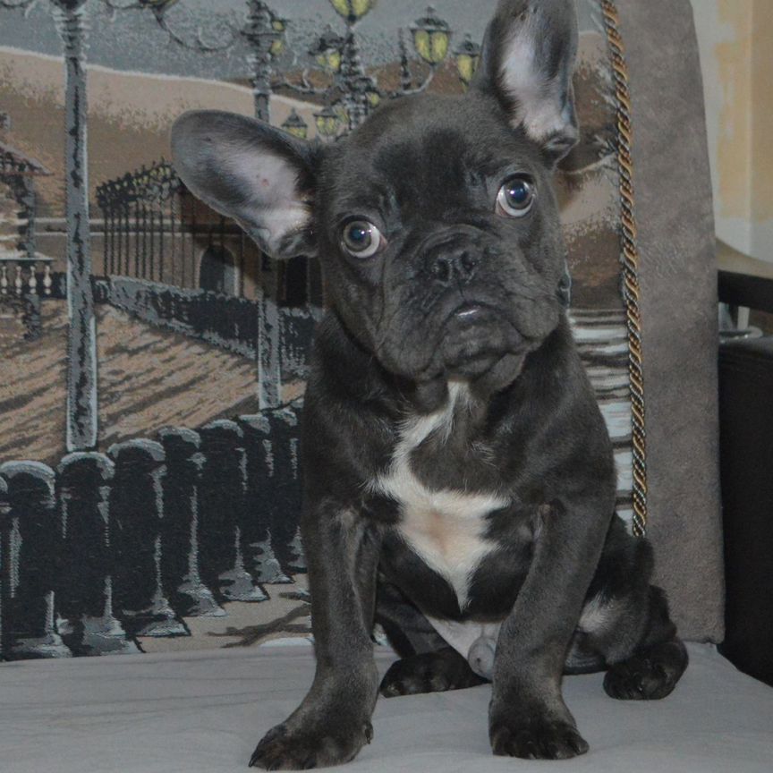 Французский бульдог, щенок
