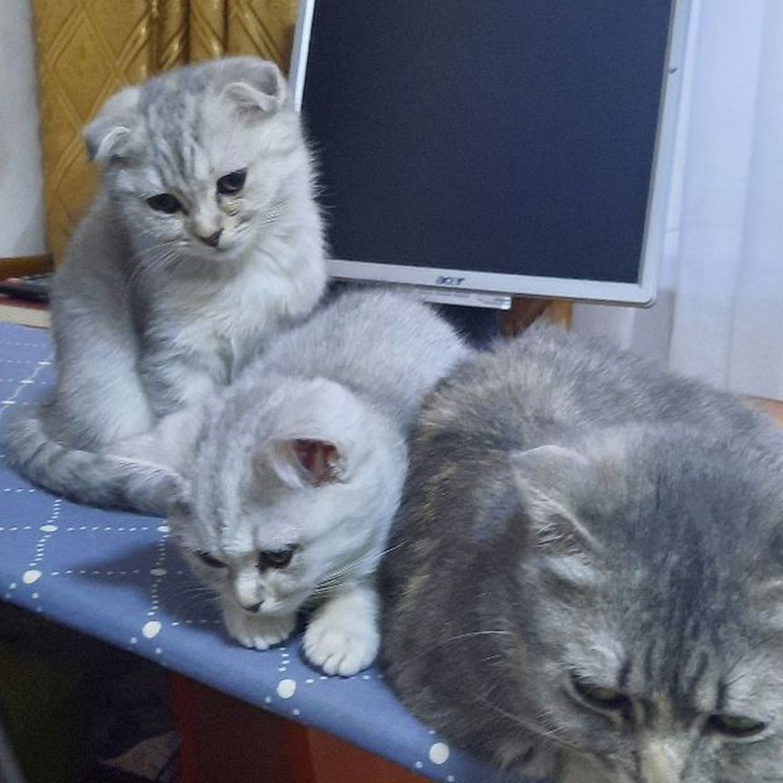 Шотландская