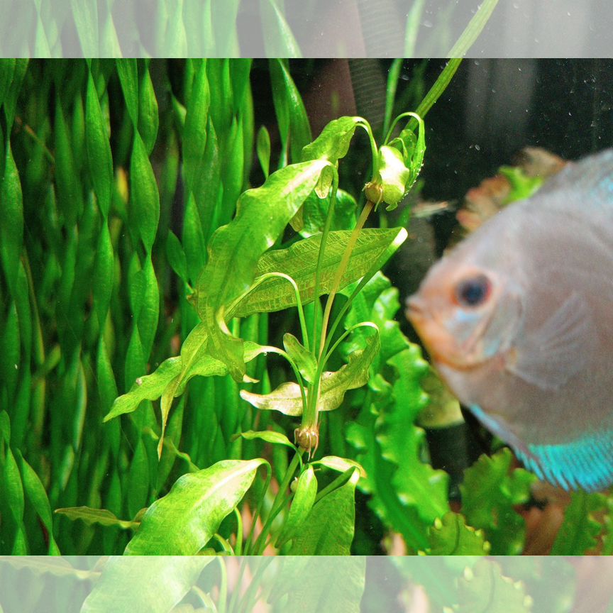 Аквариумные растения