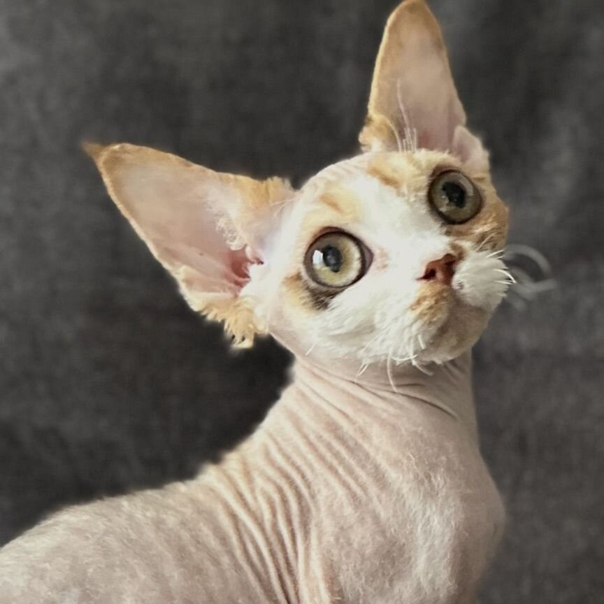 Девон-рекс котёнок