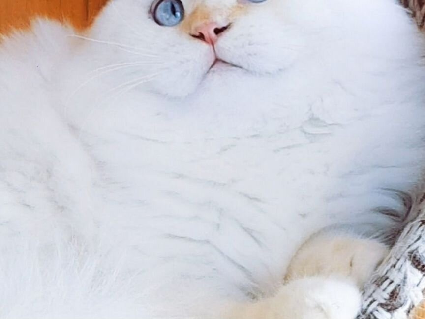 Британский длинношерстный котик