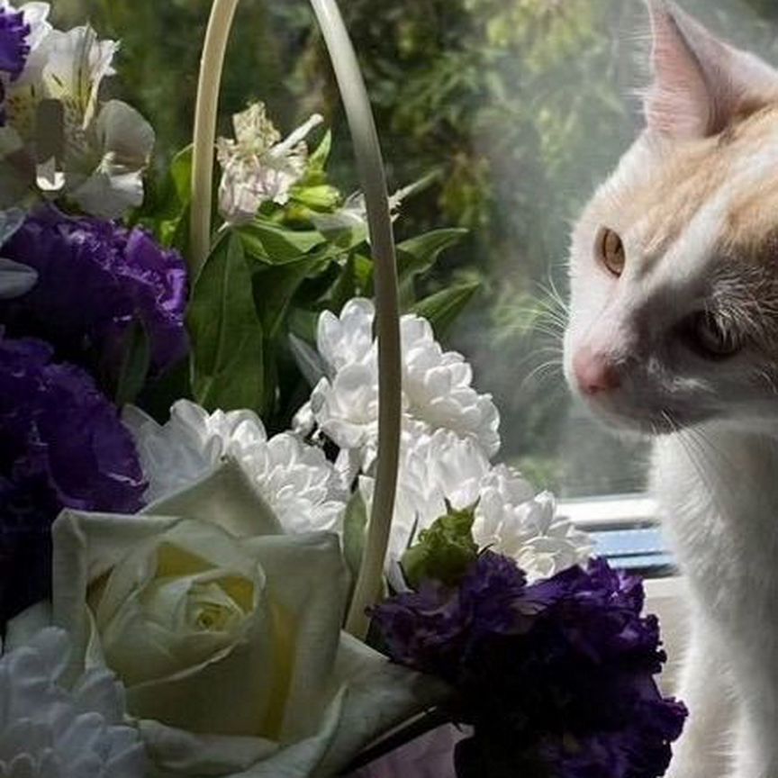 Кот