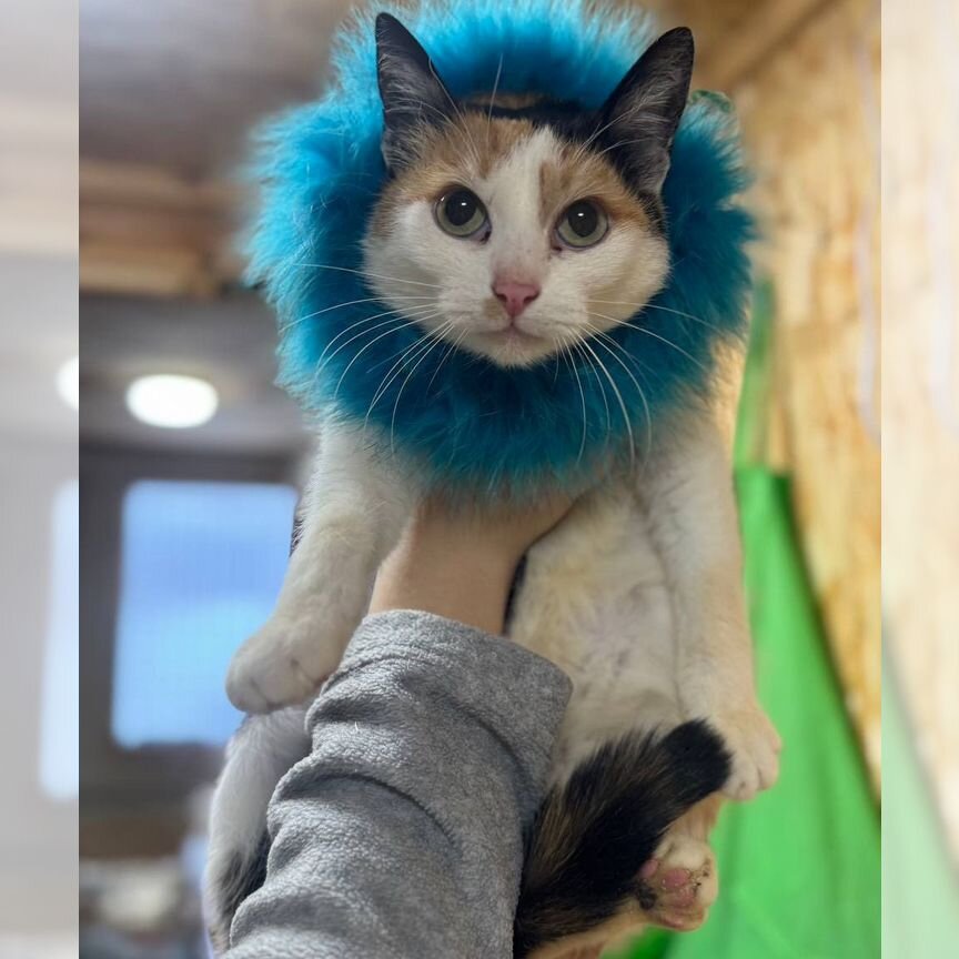 Взрослая, Девочка кошка в добрые руки