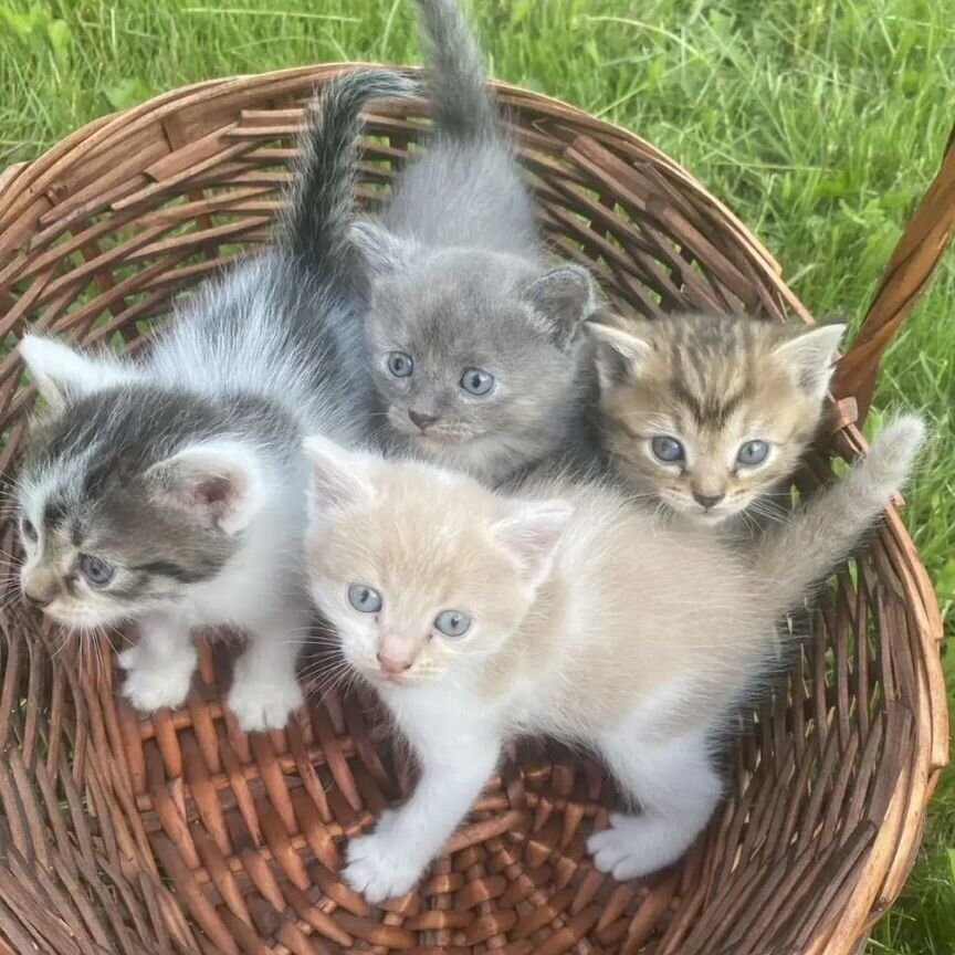 Котёнок в добрые руки
