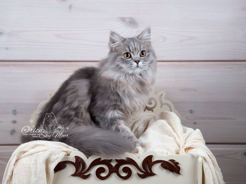 Британский котик