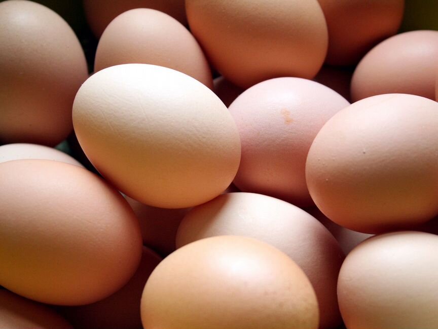 Инкубационное яйцо гуся Серого Тулузского Оптом