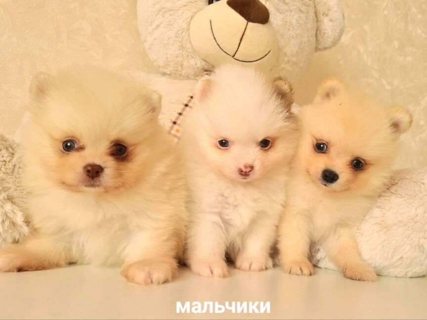 Померанский шпиц микро мальчики