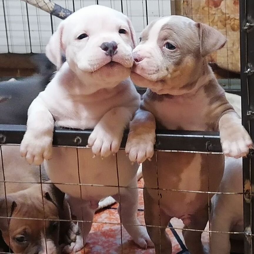 Малыши породы американский булли