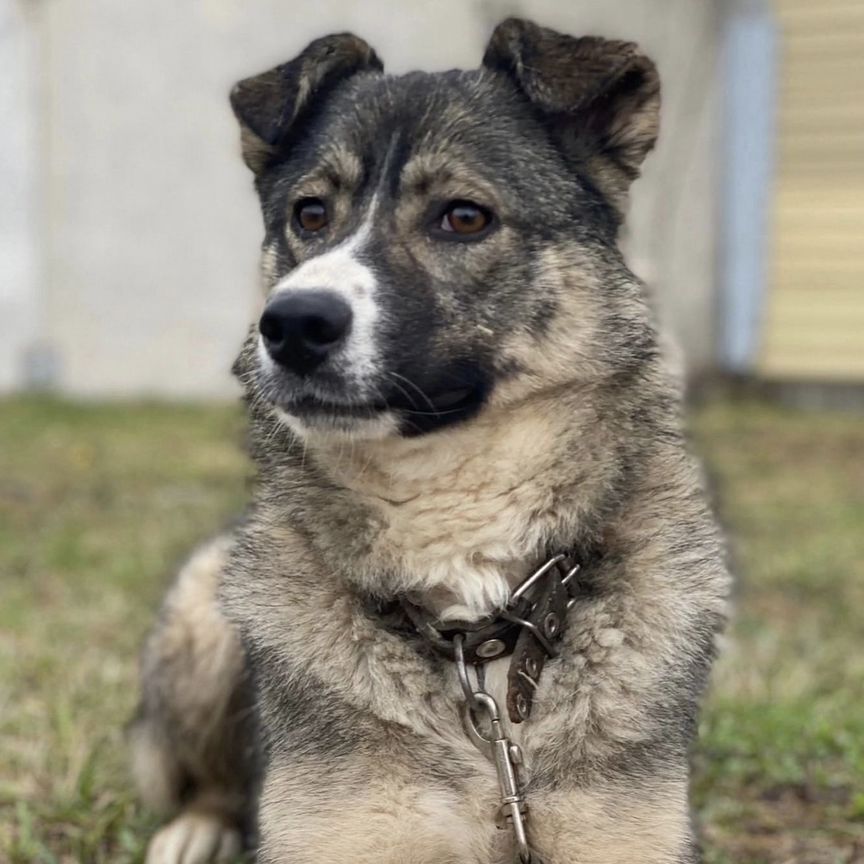 Взрослая собака в добрые руки