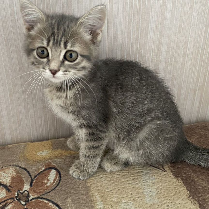 Отдам в добрые руки маленького котенка