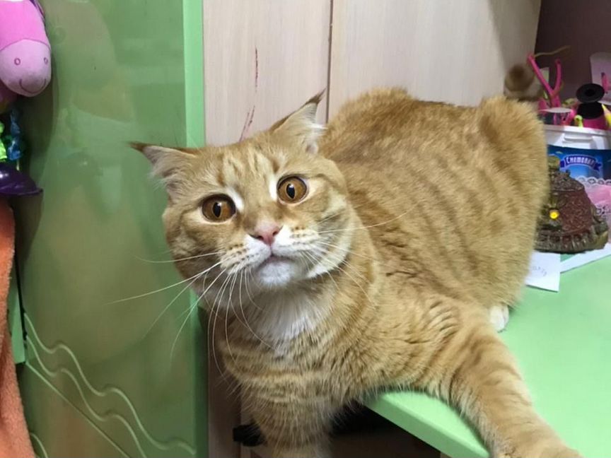Кошка Грета