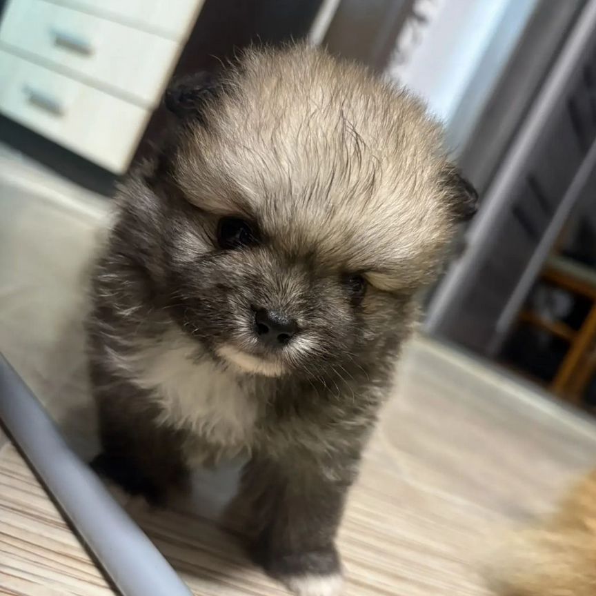 Померанский шпиц, щенок